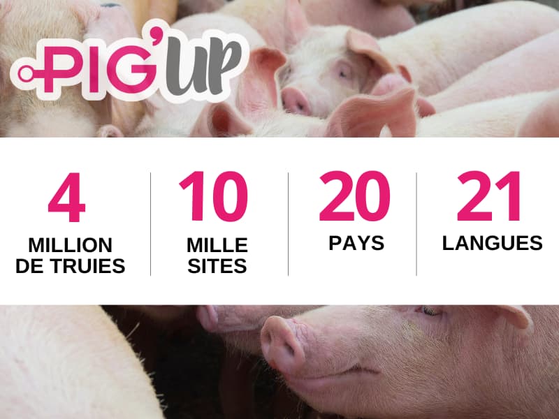 Pig'UP logiciel de gestion d'élevage porcin - SIGA